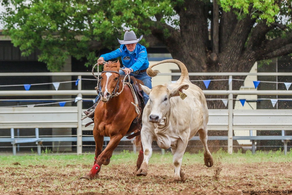 Steve Comiskey Campdrafting | Campdraft Clinics – Horses For Sale