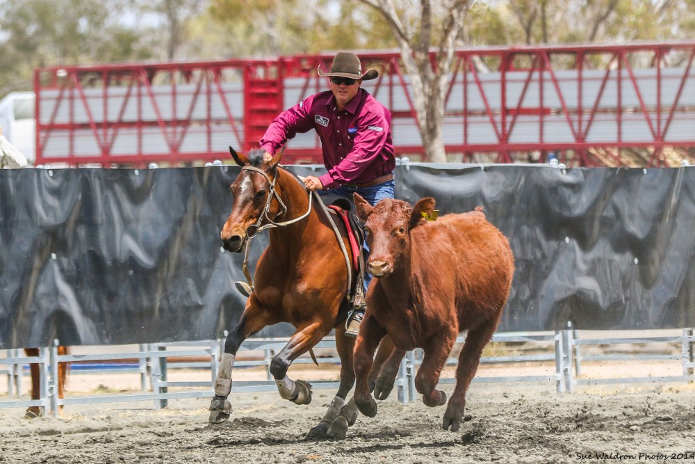 Steve Comiskey Campdrafting | Campdraft Clinics – Horses For Sale